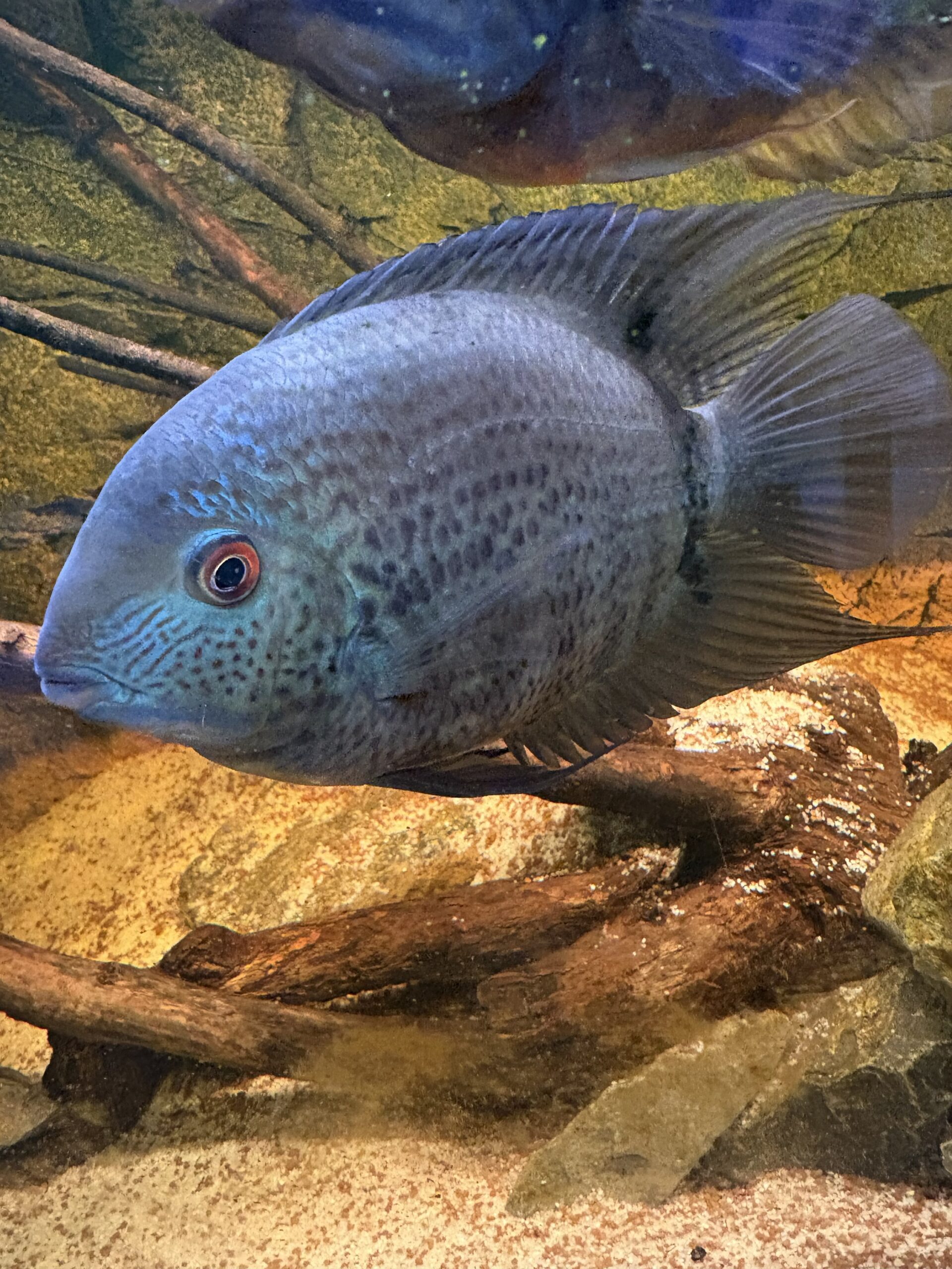 Heros Severum Blue Manacapuru XXL - DEH Aquastore